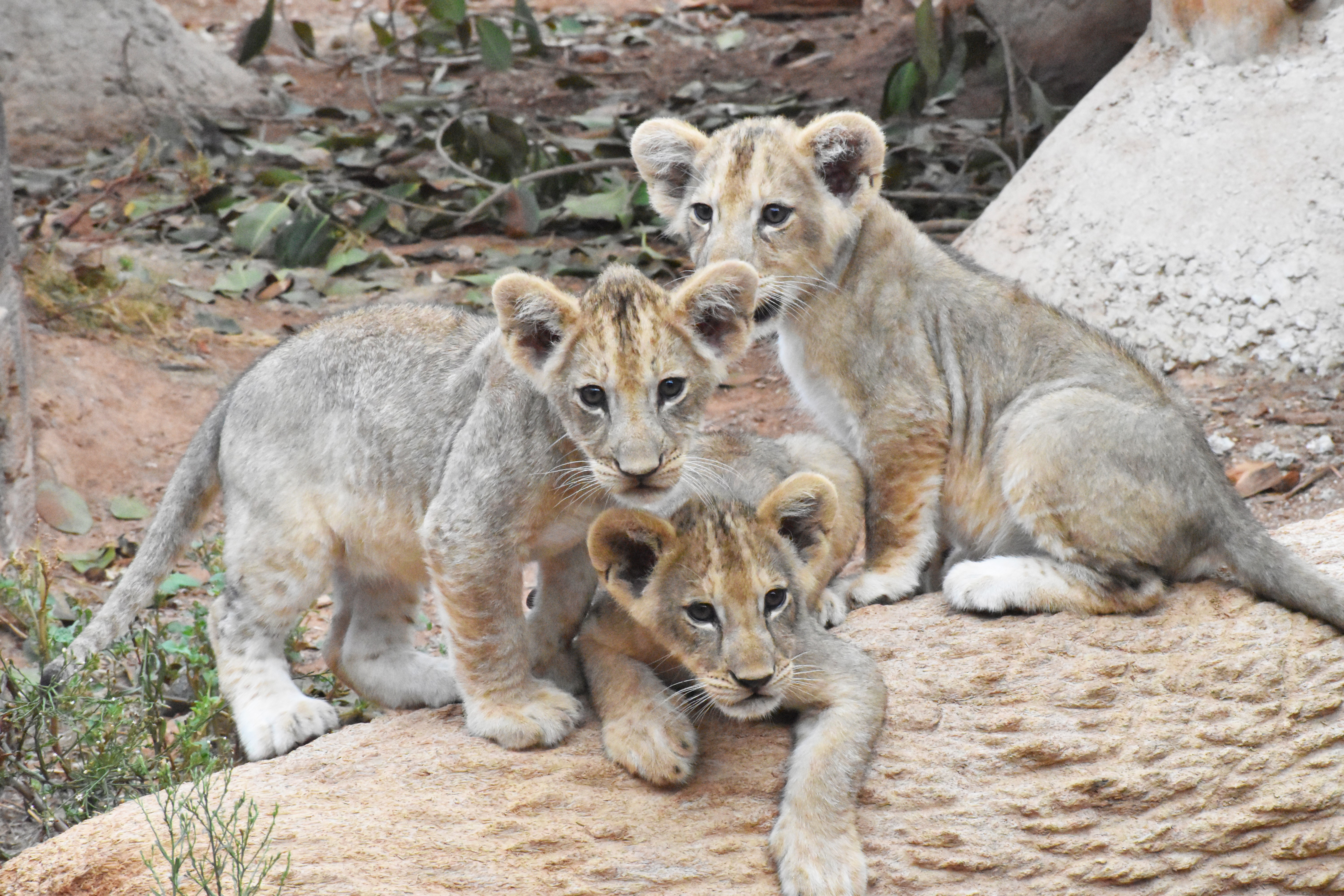 Terra Natura Murcia celebra el nacimiento de tres leones africanos